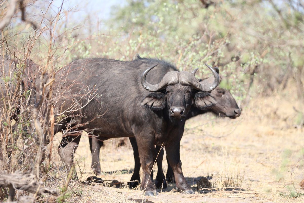 Explore Bwabwata National Park